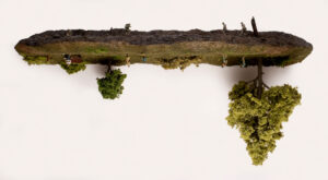 Proxy (Van Raalte Park) | Thomas Doyle